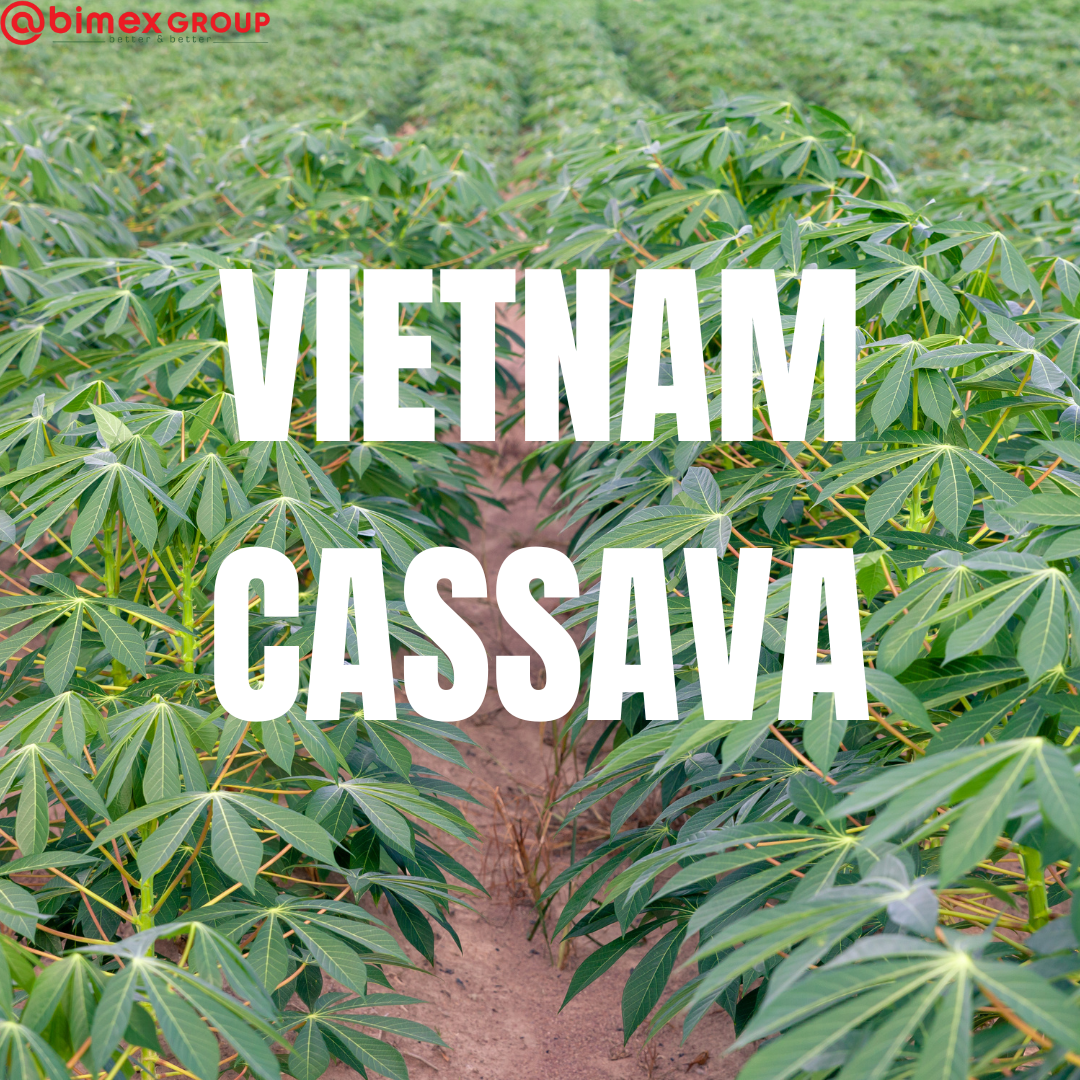 The Economic Impact of Tapioca Starch Production in Vietnam - Abimexco