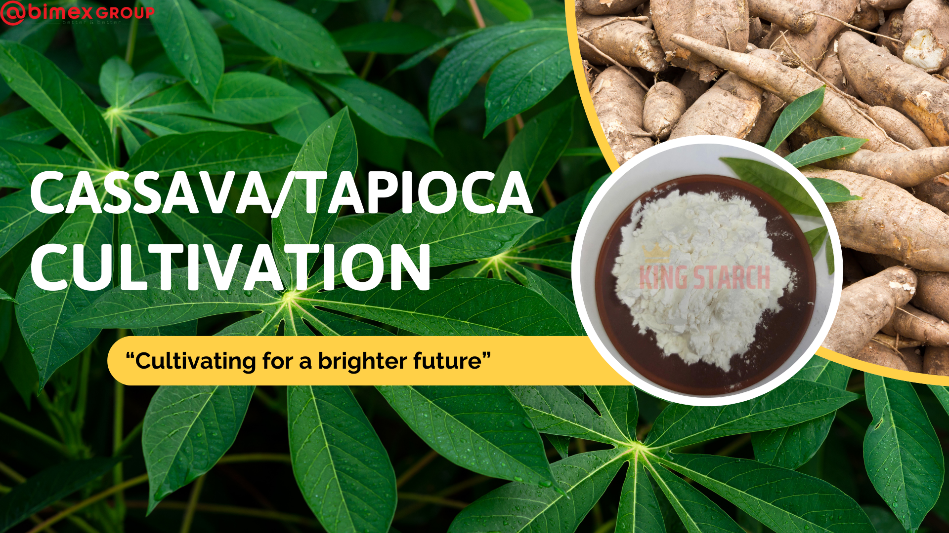 Sustainability Practices in Tapioca Cultivation and Processing - Abimexco